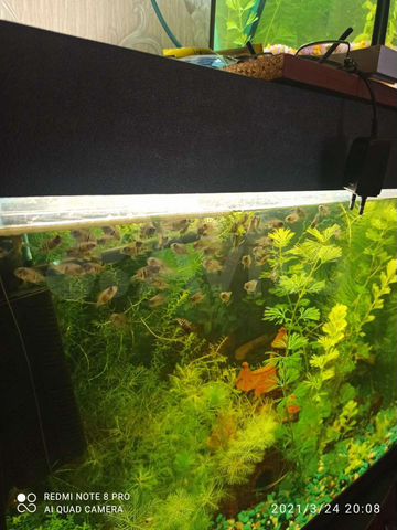 Мальки бирюзовой акары