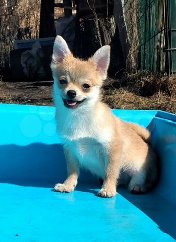 Чихуахуа мини солнечный золотой мальчик бэйби