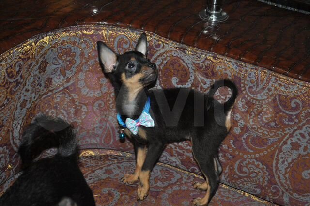 Той -терьер мини мальчик оленёнок как мама и папа