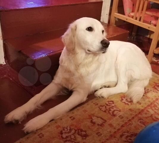 Золотистый ретривер