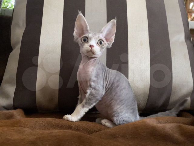 Девон-рекс кошечка Голубика