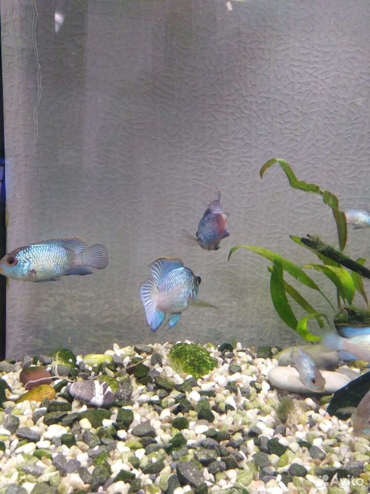 Рыбки наннокара неоновая