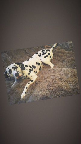 Далматин (вязка)