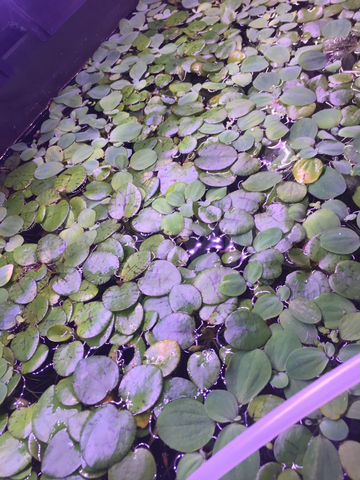 Пистия, лимнобиум