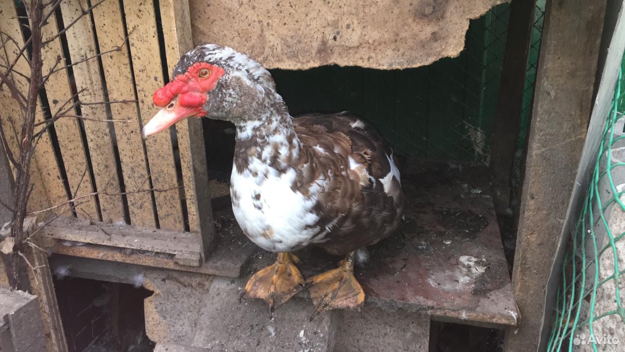 Семья индоуток