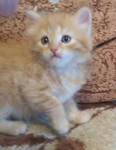 Персидские котята