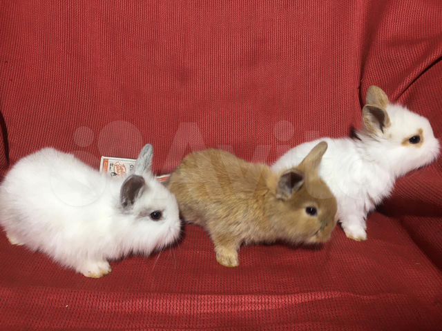 Крольчата карликовые месячные