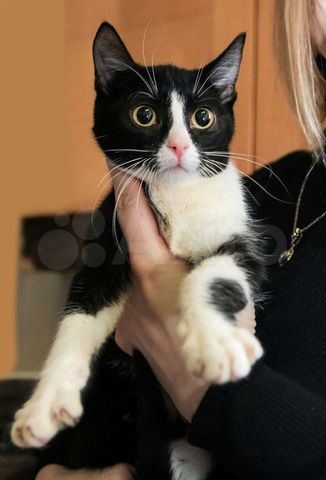 Кошка Маркиза 8,5 мес