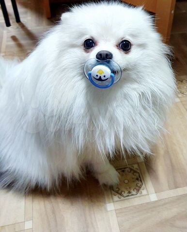 Белый померанский шпиц(вязка)