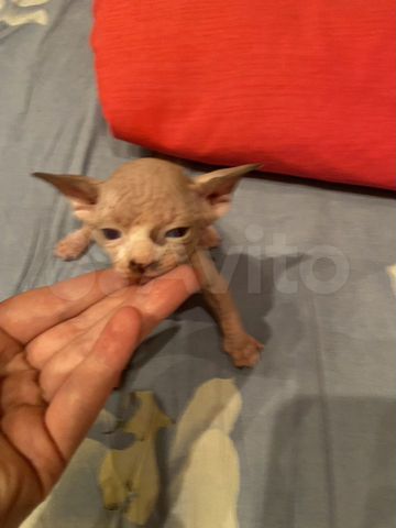 Продам котёнка канадского сфинкса